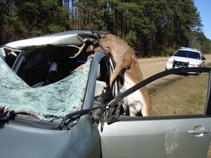 Deer vs. Vehicle Accidents on the Rise | WSLM RADIO