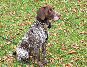 Indiana State Capitol Police Welcome New K9 | WSLM RADIO