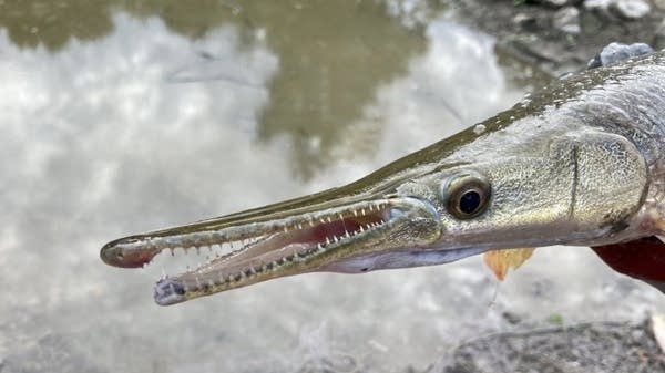 Fort Wayne angler catches state record spotted gar on Rivir Lake at ...